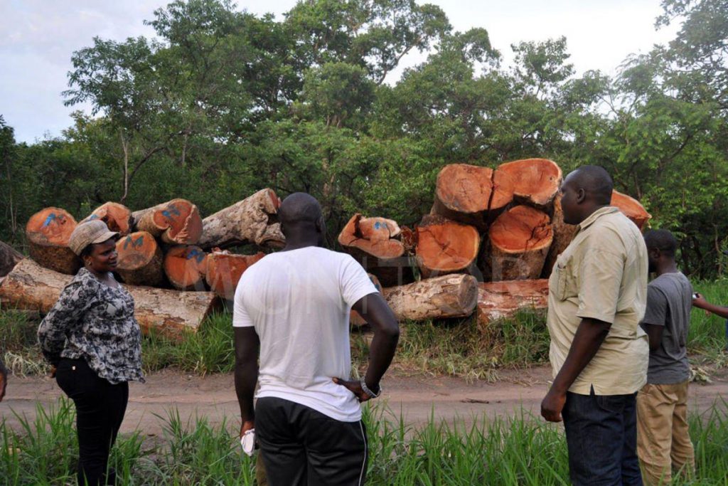 Deforestation leaves Uganda on verge of climate crisis - Uganda