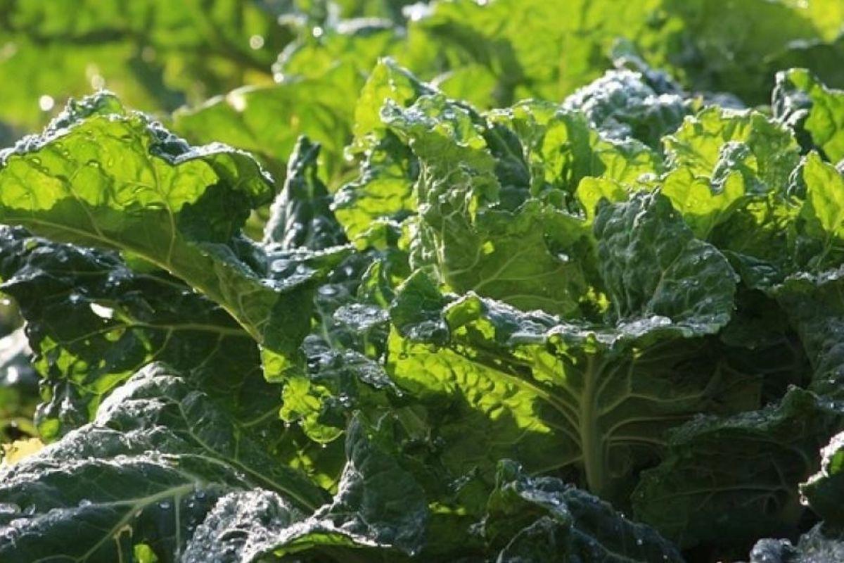 Agronomy: Tips for planting sukuma wiki this season - Uganda