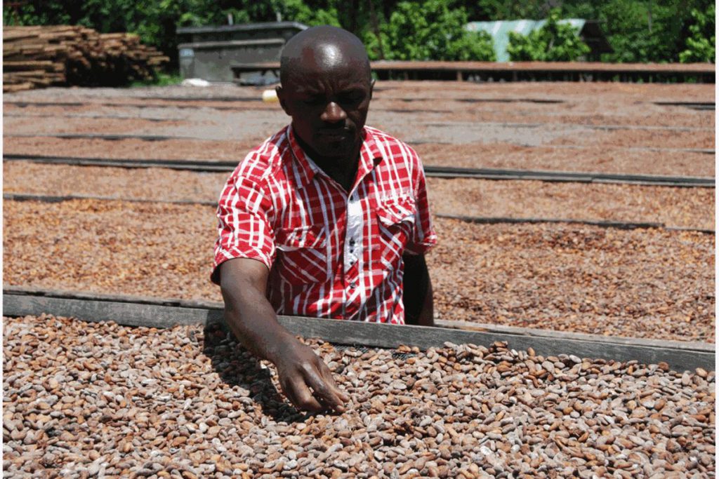 Six years later, govt to build first cocoa factory in Bundibugyo - Uganda