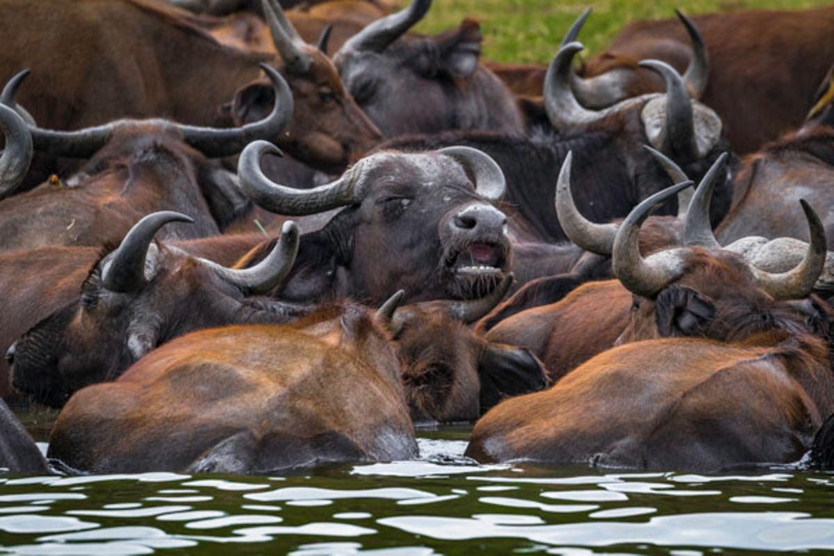 Uganda wildlife numbers soar due to enhanced protection - Uganda