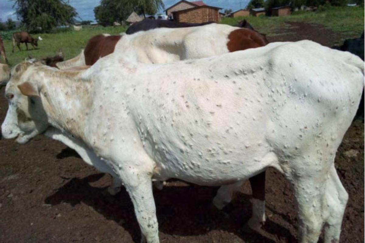 Cattle skin disease hits Namisindwa - Uganda