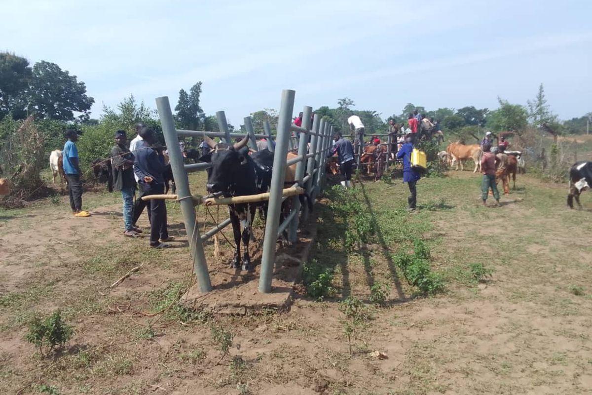 Namutumba Begins Mass Vaccination against Foot and Mouth Disease - Uganda