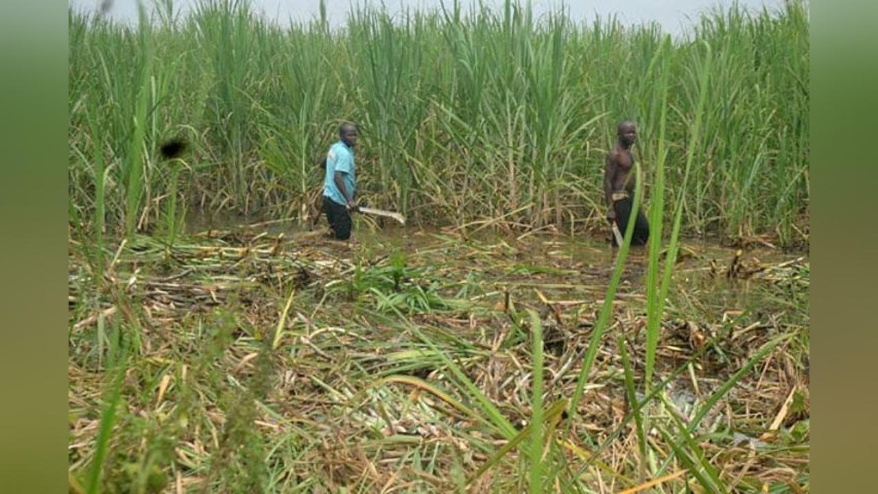 Growth of Sugar Mills in Busoga Threatens Wetlands - Uganda