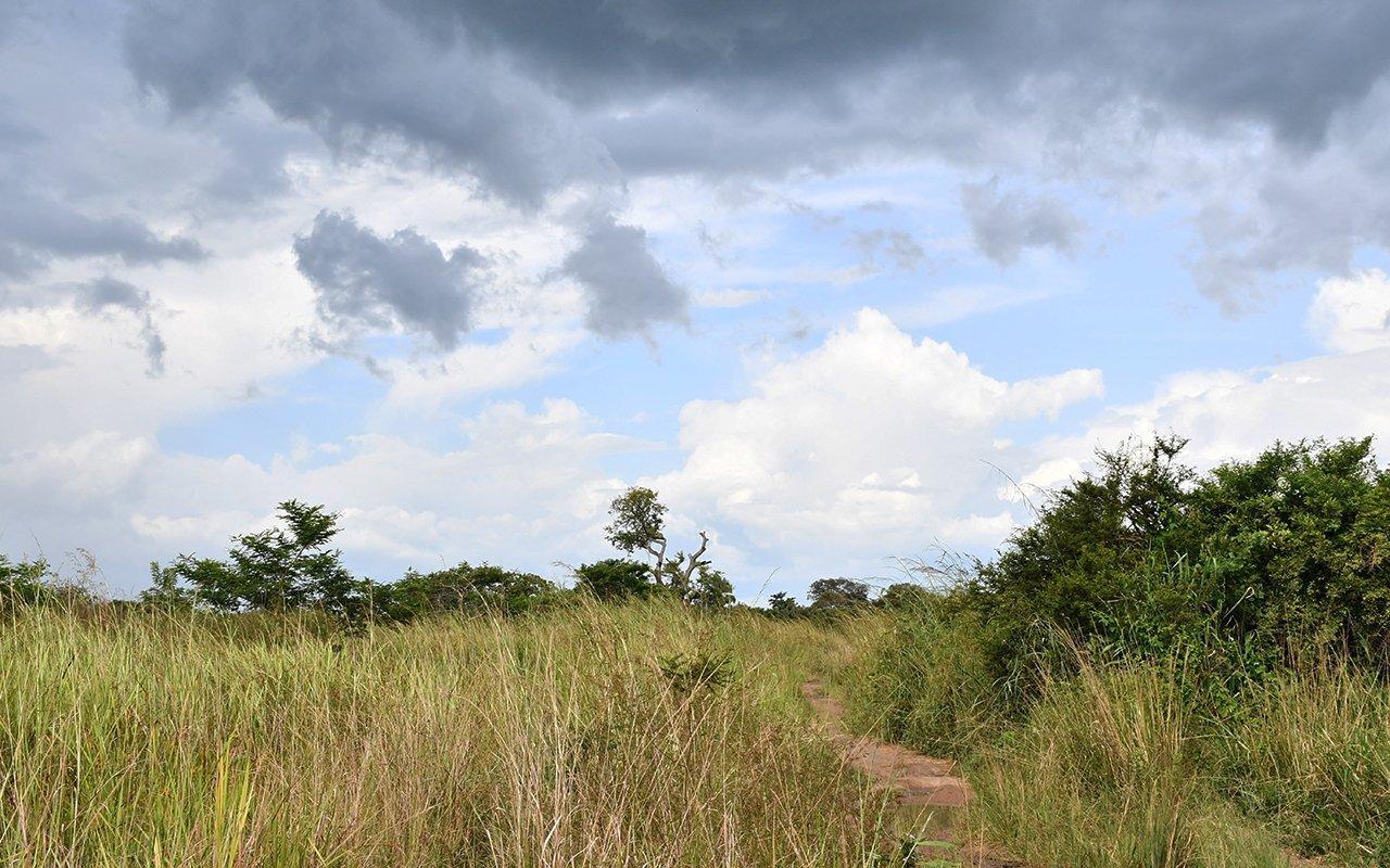 Acholibur Cassava Processing Factory Project Seeks Shs42 Billion to ...