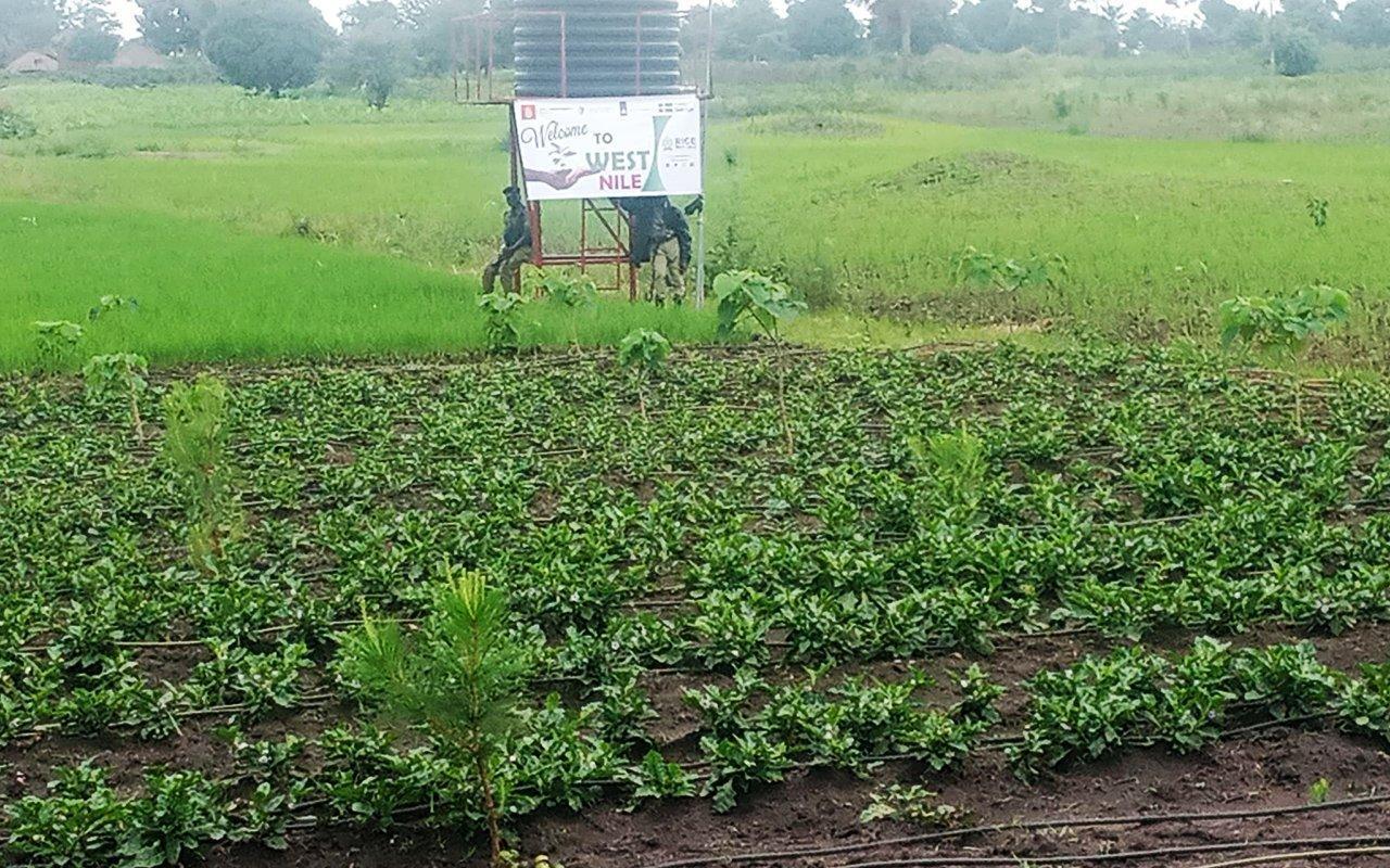 How Mini Irrigation Scheme Transformed Lives of Koboko Women - Uganda