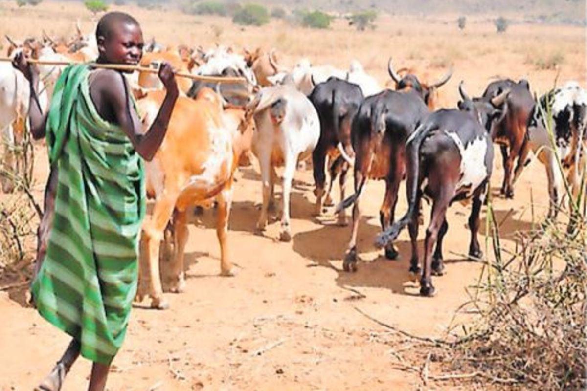 Refugees, Host Communities Fight over Livestock - Uganda