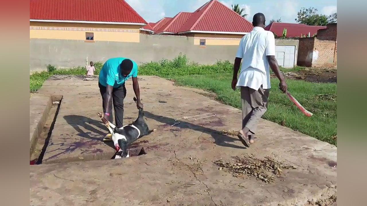 Namutumba to Lose Shs90M Annually as Butchers Move to Abandon Rotting ...