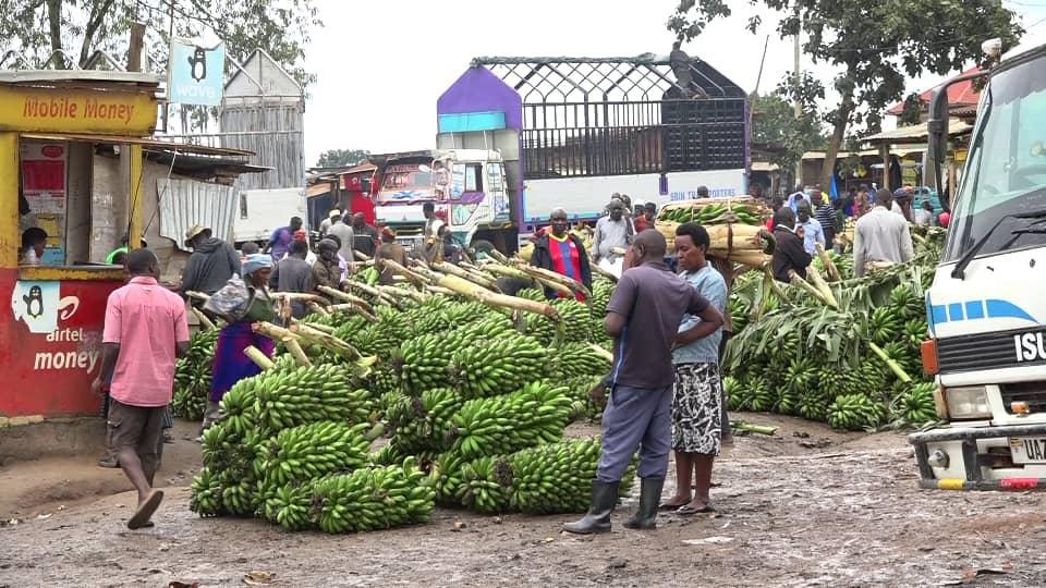 Two-Decade Banana Project with Almost no Returns to Show - Uganda