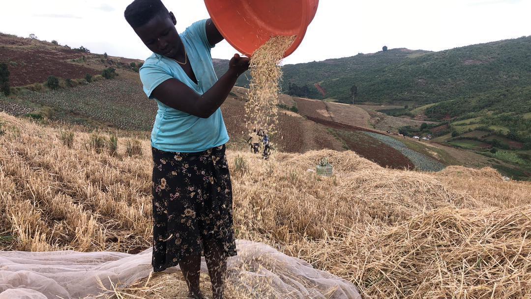 Uganda Breweries Gives Barley Farmers the Perfect Frosty Feel - Uganda