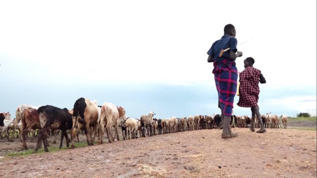 Kotido Leaders Warn of Mass Migration as Drought Worsens - Uganda