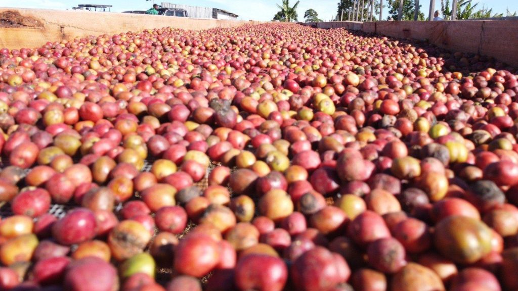 Coffee Exports Surge to Record Highs Amid Soaring Prices - Uganda