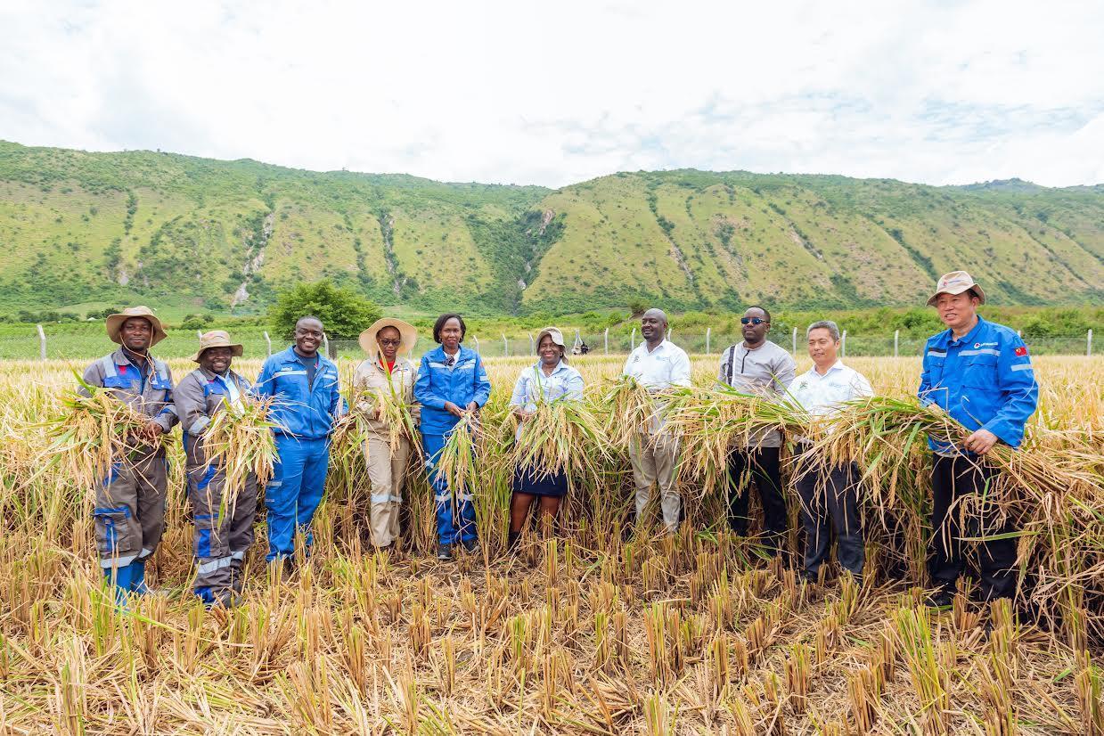 Cnooc Uganda Marks First Rice Harvest in Kikuube - Uganda