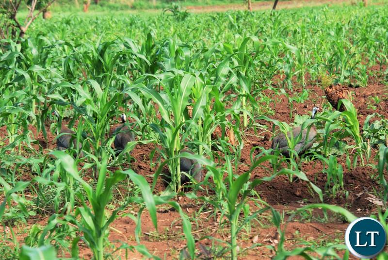 Expert predicts poor crop performance in Western Province - Zambia