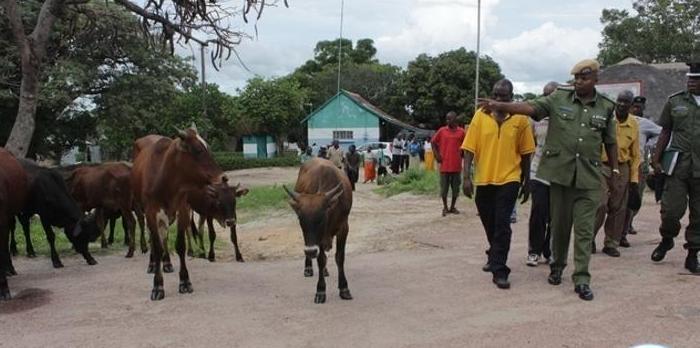 Contagious Bovine affects over 600 animals - Zambia