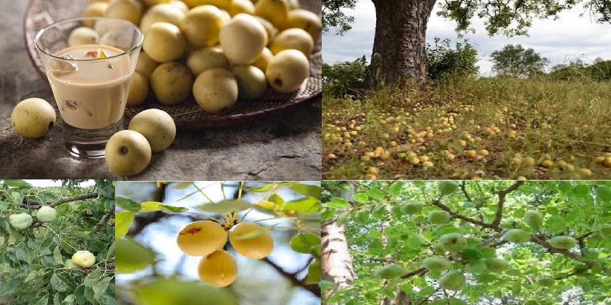 President Mnangagwa Commissions Mapfura/ Marula Processing And Value Addition Plant - zimbabwe