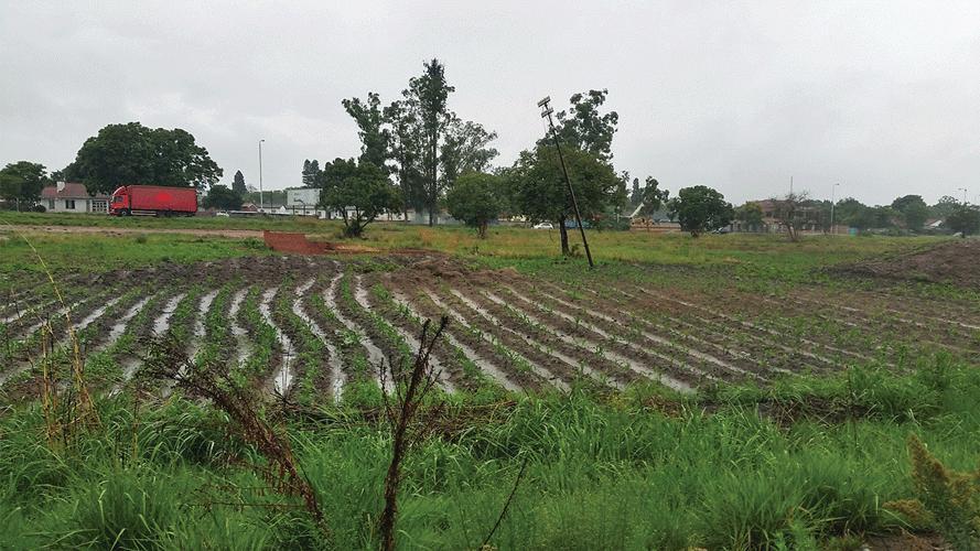 Seeking the ‘humanity–wetland’ balance: Interview with activist Mahachi ...