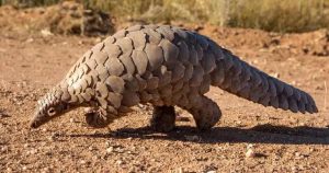 Nine-Year Prison Terms For Three Filabusi Men Caught With Pangolin ...